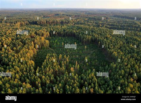Drone View Monitoring On Felling Forest Quadcopter Tracking Illegal