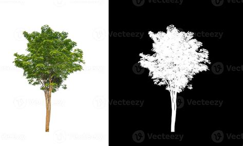 Architectural Tree Elevation Stock Photos Images And Backgrounds For Free Download