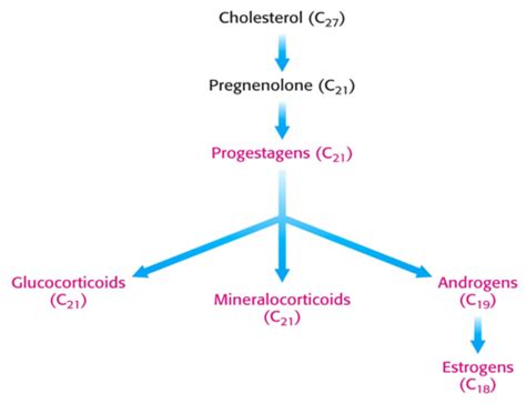 Week 10 Puberty Secondary Sexual Characteristics Menstrual Cycle
