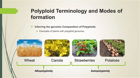 Lucas Polyploidy Pptx