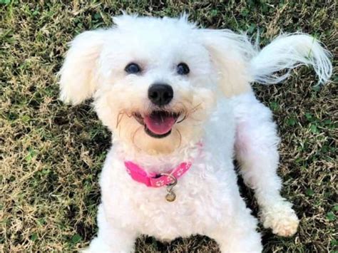 How Much Does A Pomapoo Cost