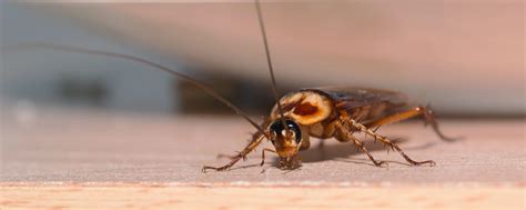 Facts About Arizona Cockroaches Thatll Gross You Out