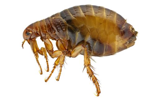 Fleas In Spanish English To Spanish Translation