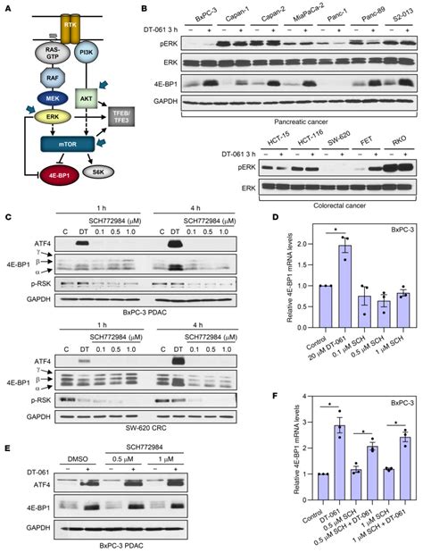 Small Molecule Modulators Of B56 Pp2a Restore 4e Bp Function To