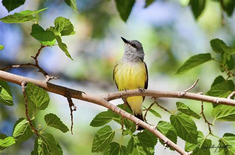 Cassin Kingbird Photograph By Elizabeth Abbott Fine Art America
