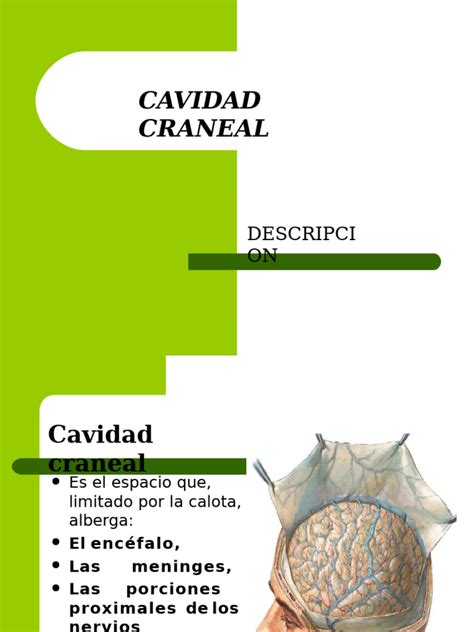 Anatomía Y Funciones De La Cavidad Craneal Pdf Cráneo Sistema