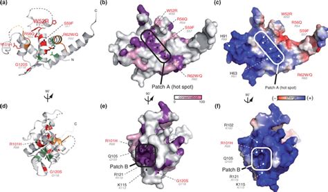 Inter Species Conservation And Electrostatic Surface Properties Of Download Scientific Diagram