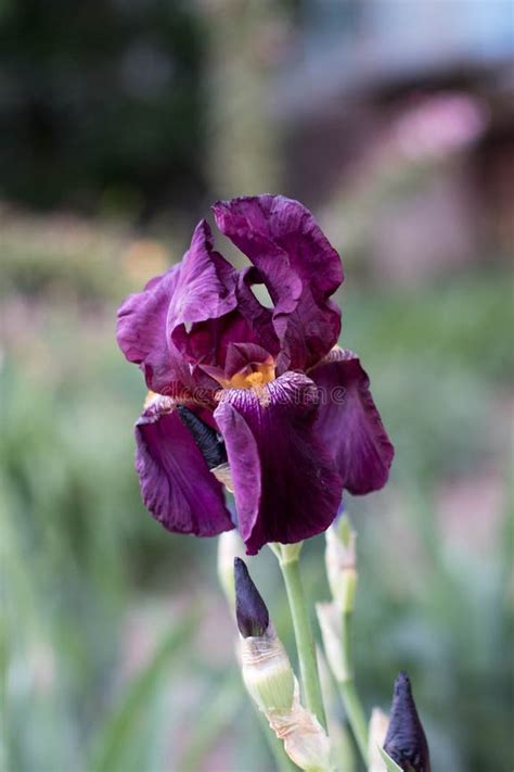 Dark Iris In The Garden Not Far From House Stock Image Image Of