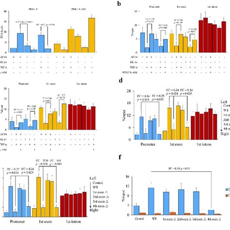 The Role Of Prkca As1 In Regulating Prkca Expression In Rhd A The