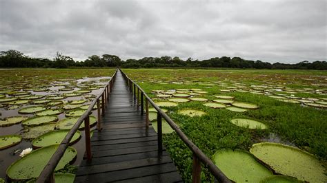 Pantanal Brazil Travel To The Pantanal In Brazil The Australian