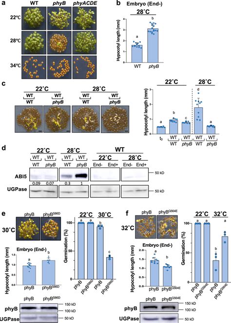 Endospermic Phyb Signaling Mediates Seed Thermoinhibition A Wt Phyb