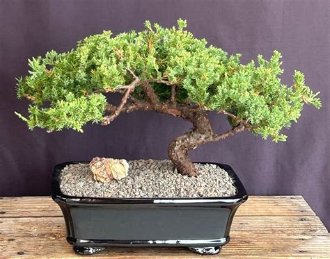 Juniperus Procumbens Bonsai