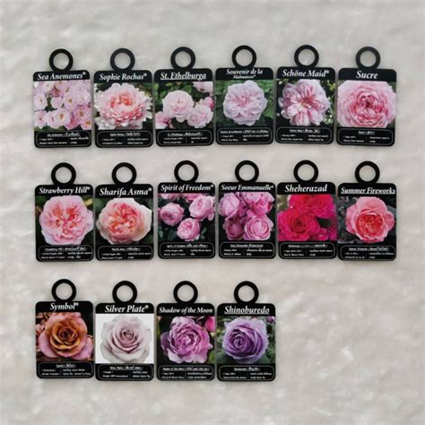 ป้ายชื่อสายพันธุ์กุหลาบ กันน้ำ Pvc ตัวอักษร S หมดปัญหา ชื่อหาย ชื่อเลือน จำสายพันธุ์ไม่ได้