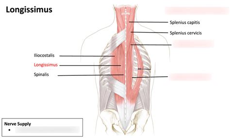 Longissimus