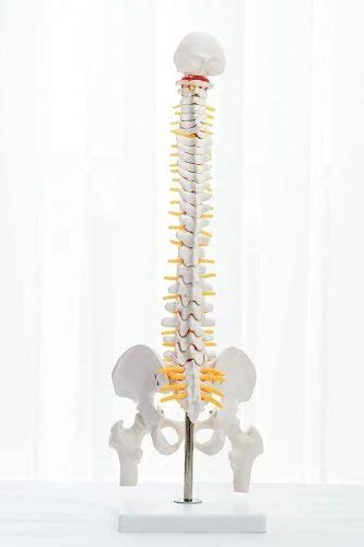 Kay Kay Pvc Tabletop Spine Model For Medical College Size 42 Cms At