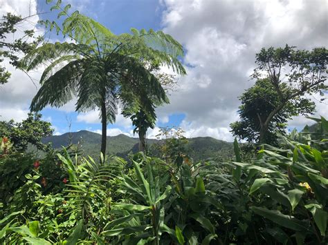 Visit El Yunque National Forest Discover Puerto Rico