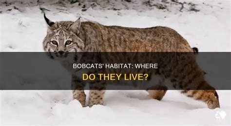 Bobcats Habitat Where Do They Live Petshun