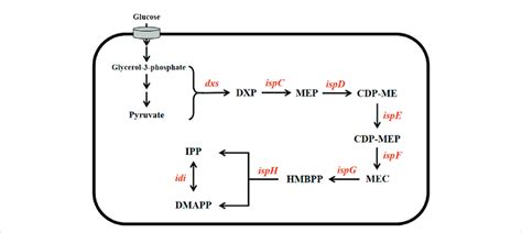 Microbial Mep Pathway The Involved Genes And Corresponding Enzymes Are