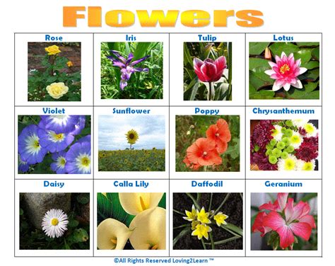 Types Of Flowering Plants