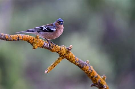 Page 5 Passeridae Images Free Download On Freepik