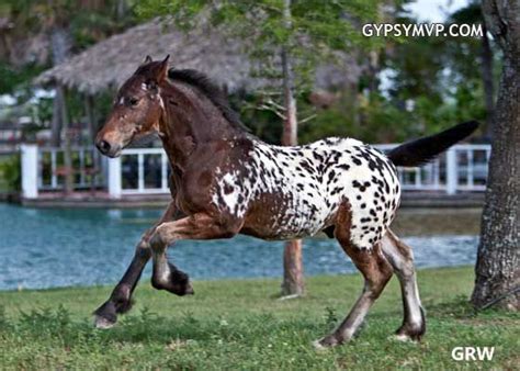 Horse Gypsy Appaloosa Cross Gypsy Cob X Warmblood Requestrian