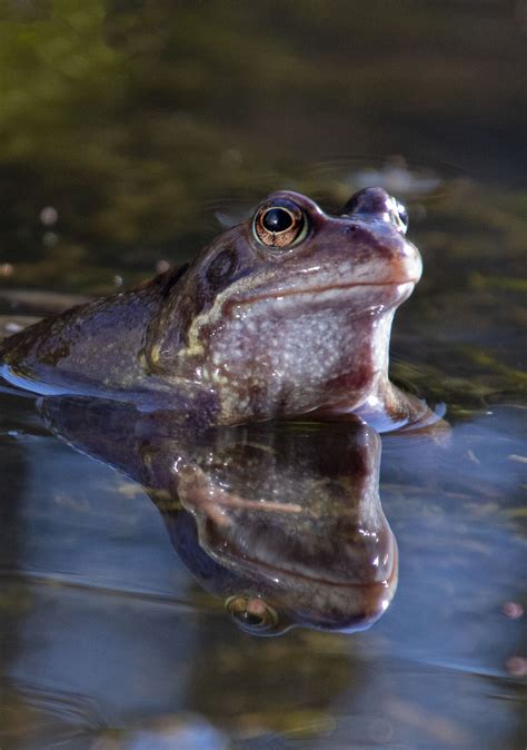 Max Fordyce Carnoustie Photo Group