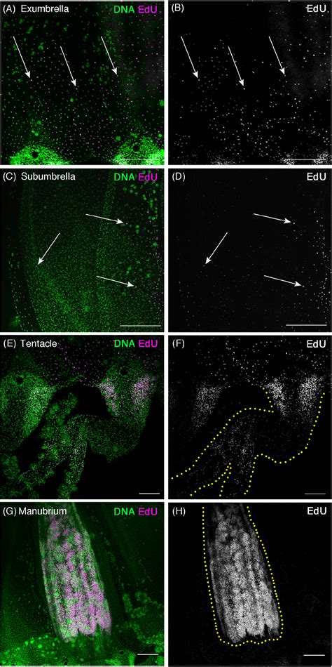 Cell Proliferation Patterns In Sexually Mature Cladonema Medusa A H Download Scientific