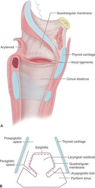 Pyriform Sinus Diagram