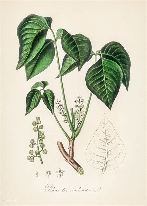 Antique Illustration Of Rhus Toxicodendron A Photo On Flickriver