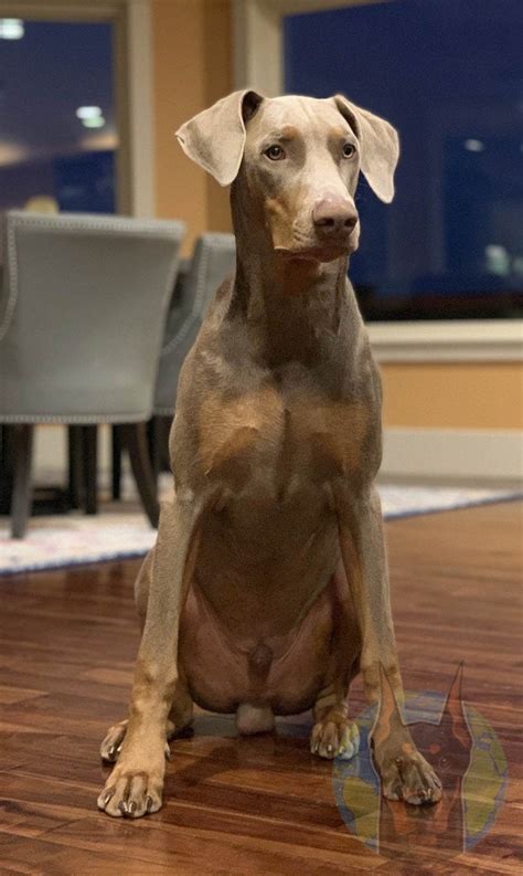 Fawn Rust Doberman Pinscher