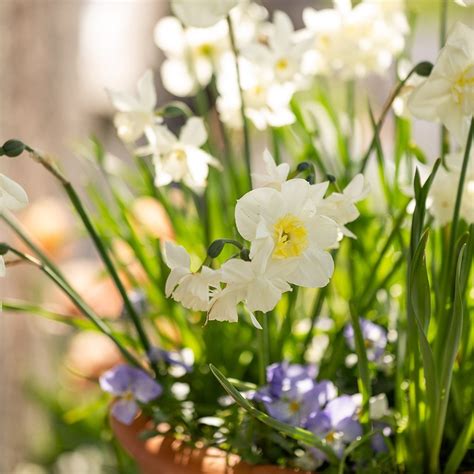 Buy 100 Days Repeat Flowering Pot Collection £6891 Delivery By Crocus