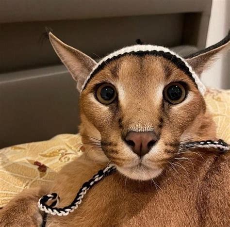 Big Floppa Meme Flop Off Flop On Cute Big Floppa My Beloved Cat Big