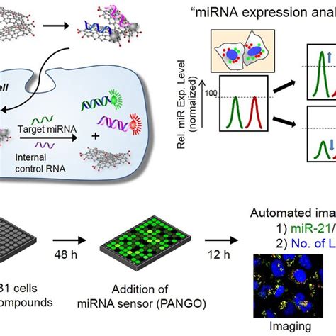 PDF High Throughput Chemical Screening To Discover New Modulators Of MicroRNA Expression In