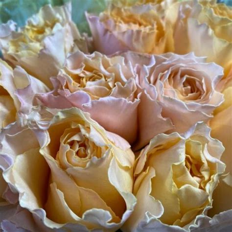 Campanella Peach | Roses' Name
