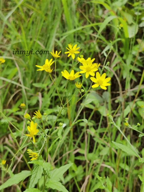 Kaas Pathar Valley Of Flowers An Amazing Weekend Getaway Near Mumbai And Pune In My Eye