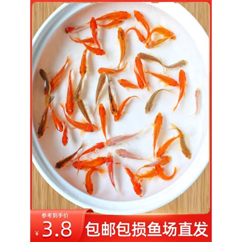 Ornamental Fish Small Goldfish Grass Goldfish Burst Tank Small Fish