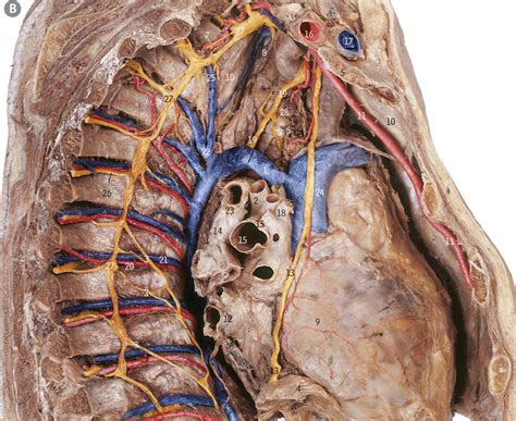 B Right Lung Root And Mediastinum Diagram Quizlet