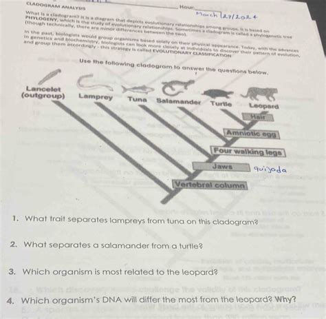 Solved Cladogram Analysis Hour What Is A Cladogram It Is A