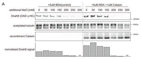 Figure Supplement 2 Experimental Replication Confirmed The Download Scientific Diagram