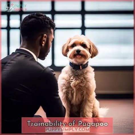 Pugapoo History Appearance Temperament Training