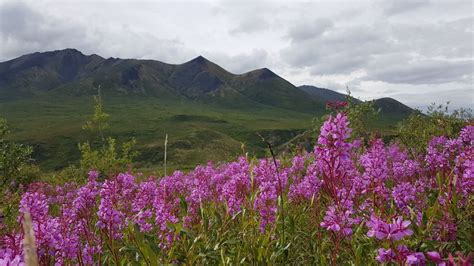 Yukons Native Plants Uplift The Territorys People And Ecosystems Wwfca