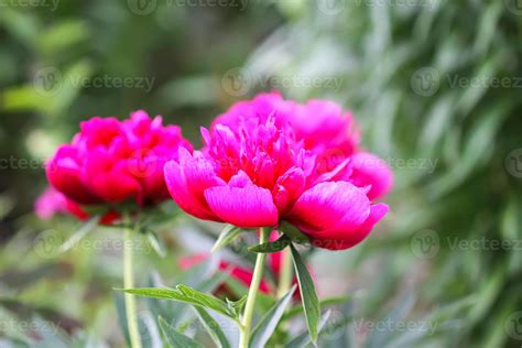 Beautiful Spring Peony Flowers In The Summer Garden 50362923 Stock