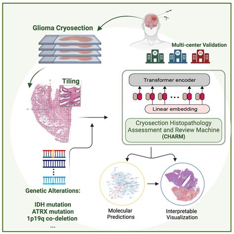 Real Time Cancer Tumor Profiling During Surgery