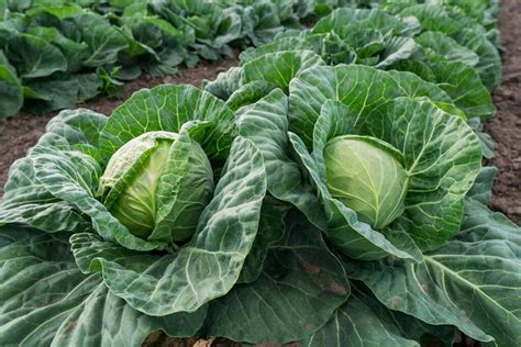 How To Prune Cabbage Leaves And Why You Should Gardeners Path
