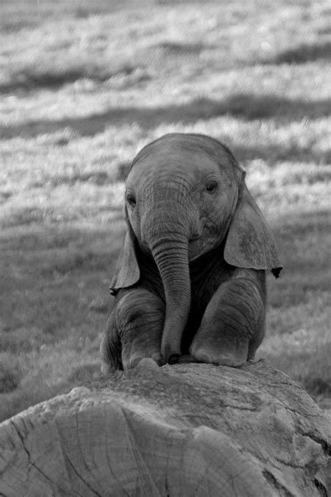 Cute Elephant Wallpapers Top Free Cute Elephant Backgrounds Wallpaperaccess