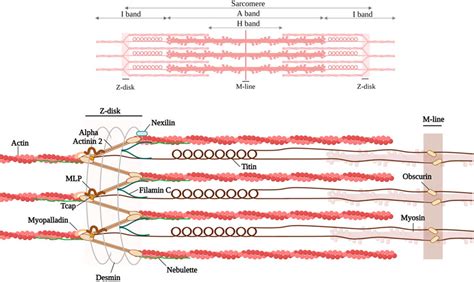 Frontiers Structural And Signaling Proteins In The Z Disk And Their