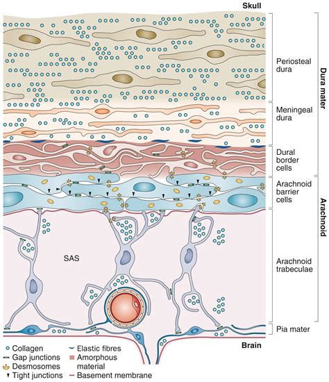 Pathophysiology Of Chronic Subdural Hematomas Clinical Tree