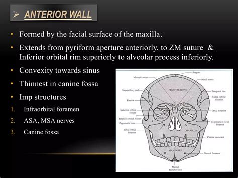 Maxillary Sinus Sinus Pptx