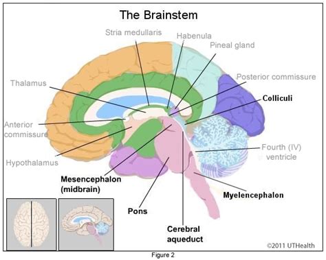 Neuroanatomy Online Lab 1 Overview Of The Nervous System The Brainstem Overview