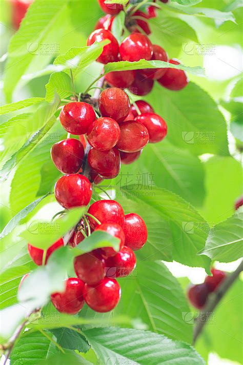 新鲜成熟的红樱桃枝，夏季果实树樱